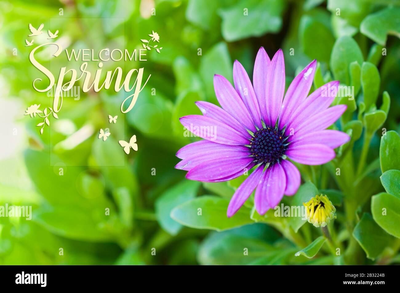 Welcome spring concept: a purple african daisy ad a graphic with the ...