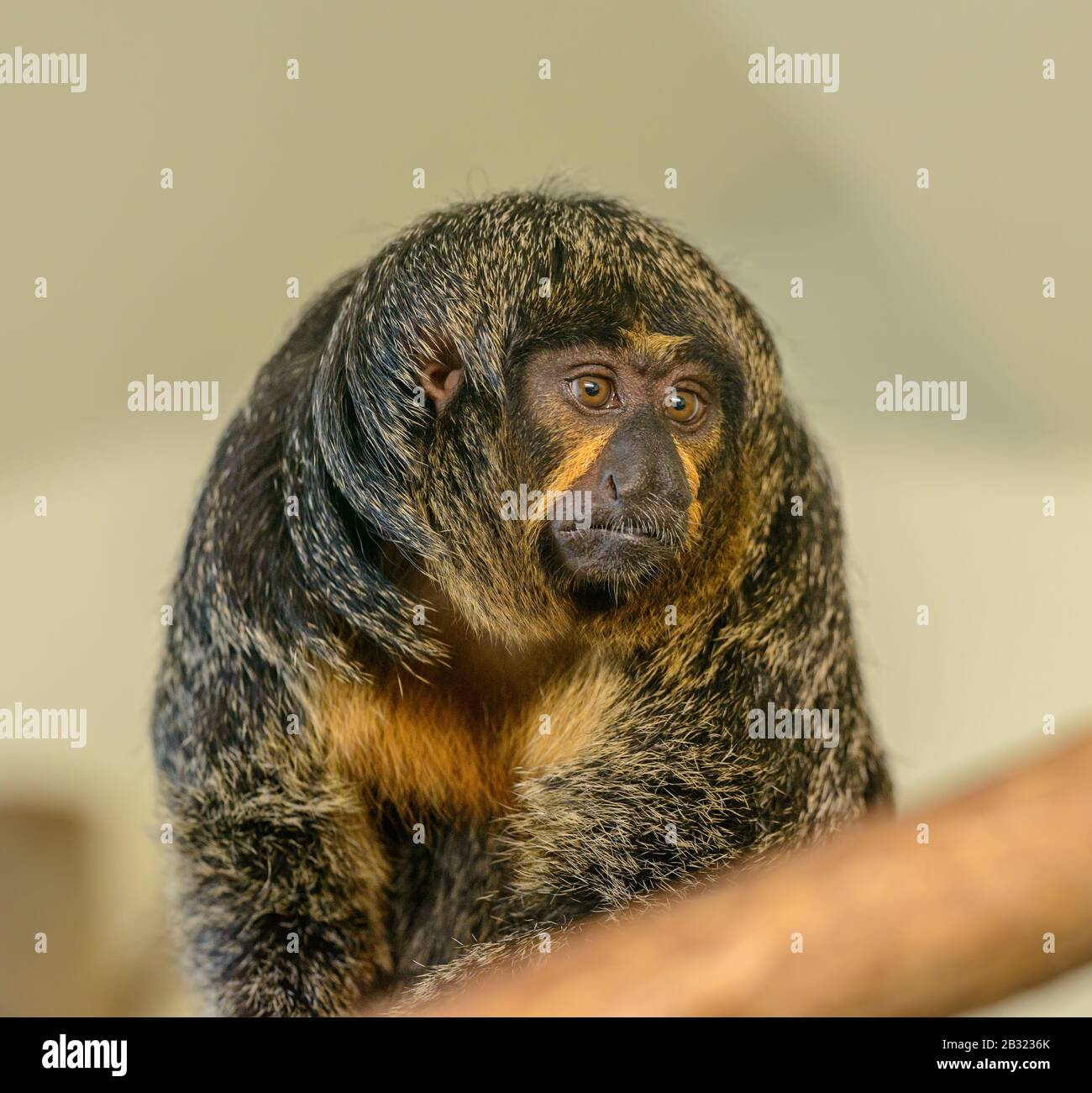 Monkey tamarind hi-res stock photography and images - Alamy
