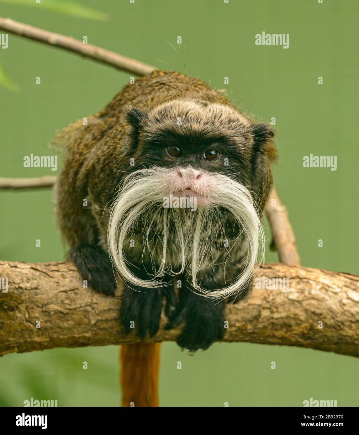 Monkey tamarind hi-res stock photography and images - Alamy