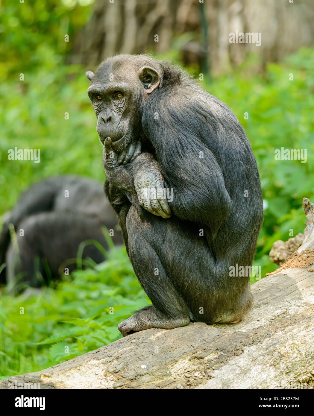 Intellectual thinking hi-res stock photography and images - Alamy