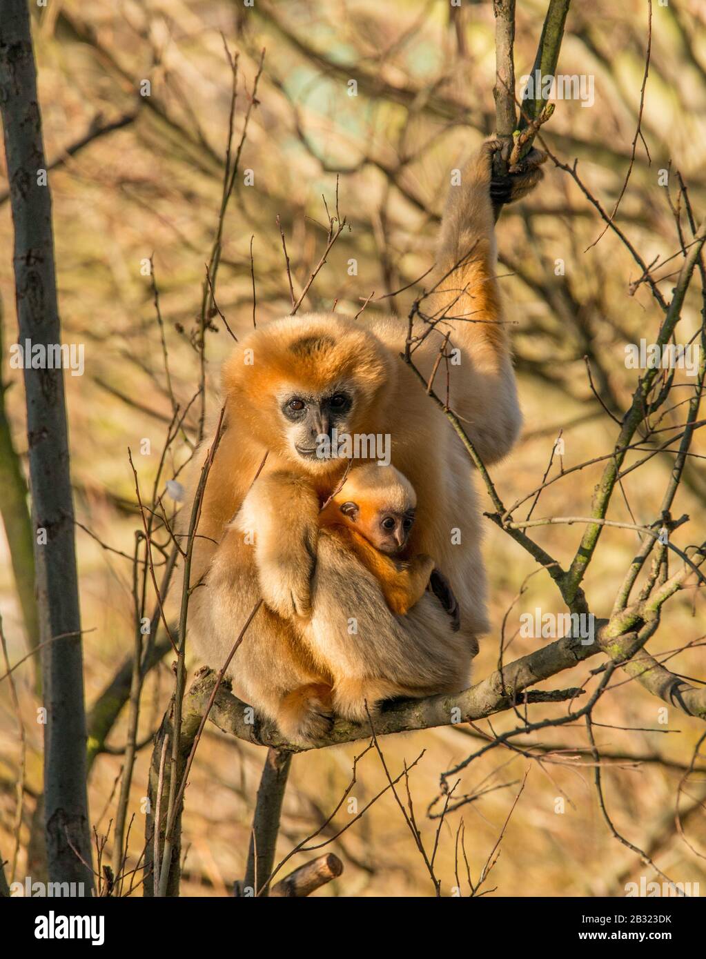 Golden gibbon hi-res stock photography and images - Alamy