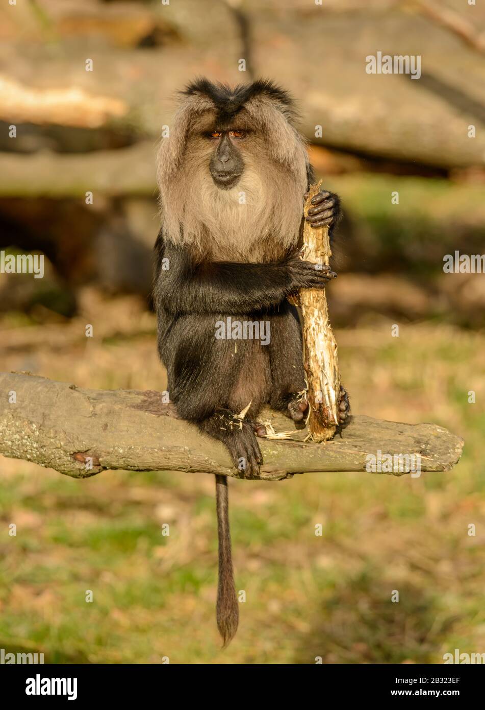 lion tailed macaque on branch with a stick in zoo Stock Photo - Alamy