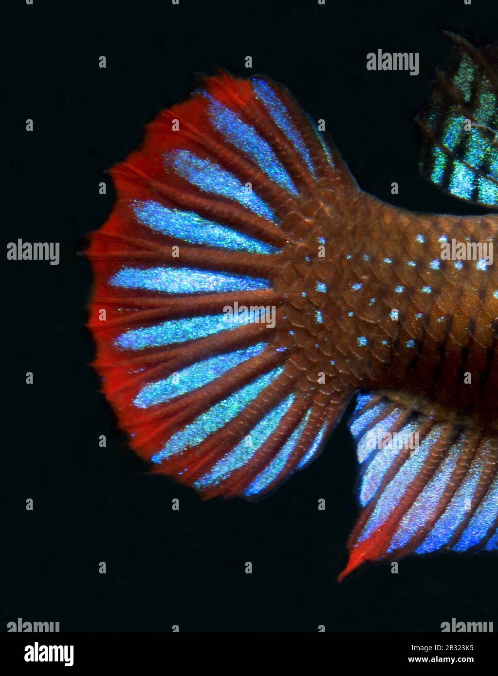 Cresent Betta, Betta imbellis, Peacful betta Stock Photo - Alamy