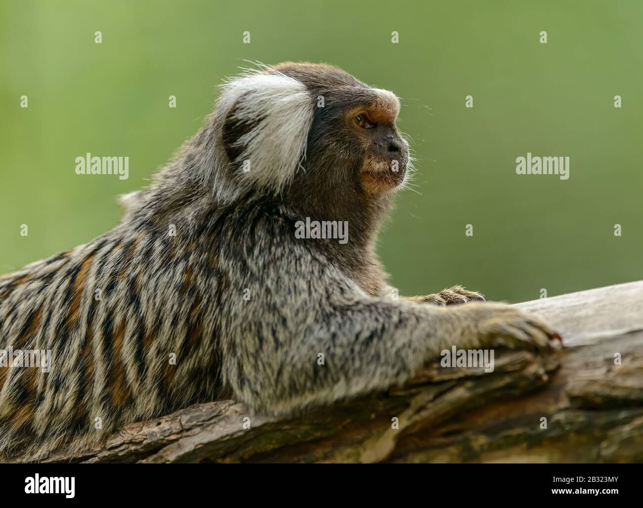 common marmoset (callithrix jacchus) monkey portrait from profile in ...