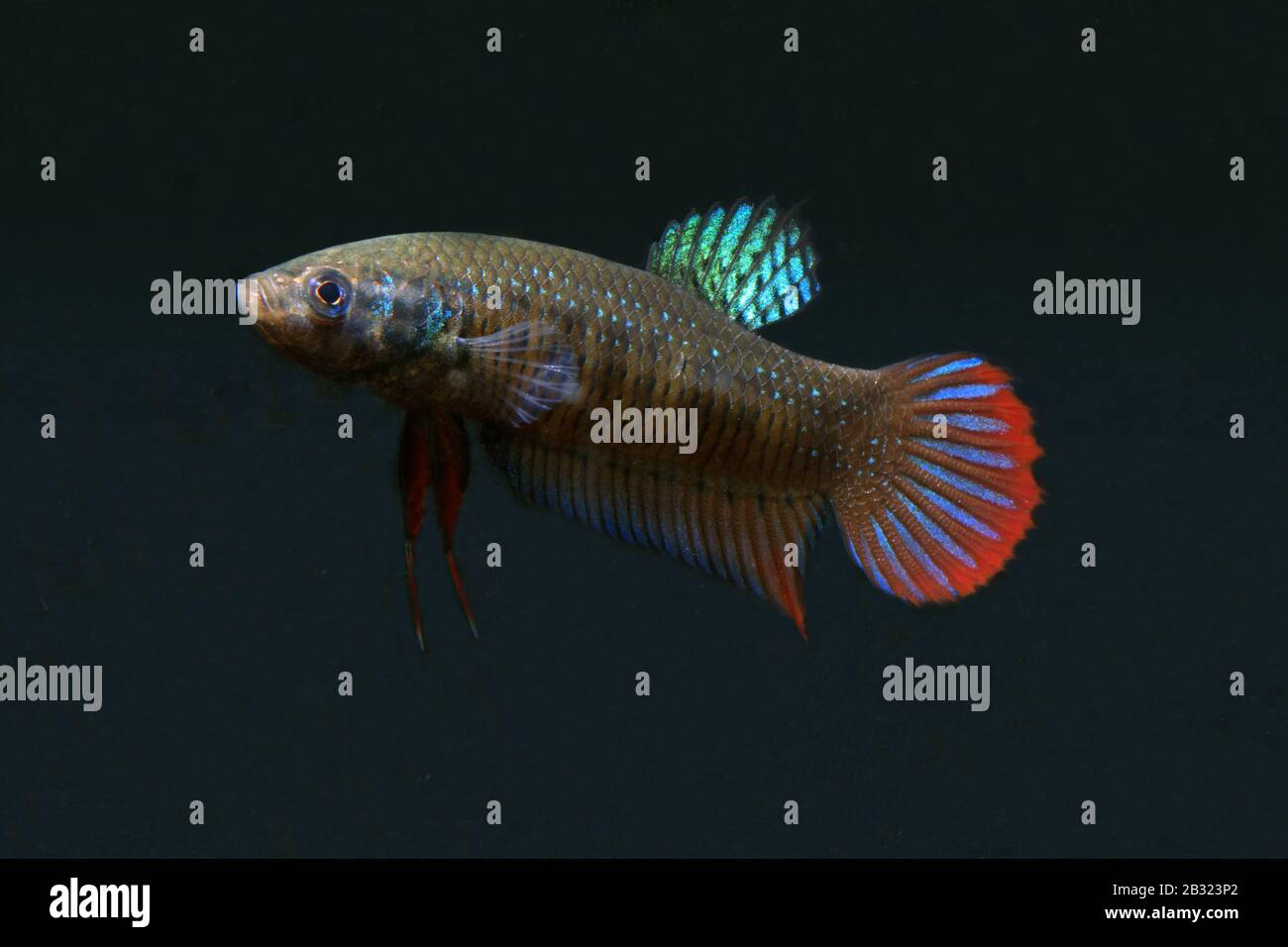 Cresent Betta, Betta imbellis, Peacful betta Stock Photo - Alamy