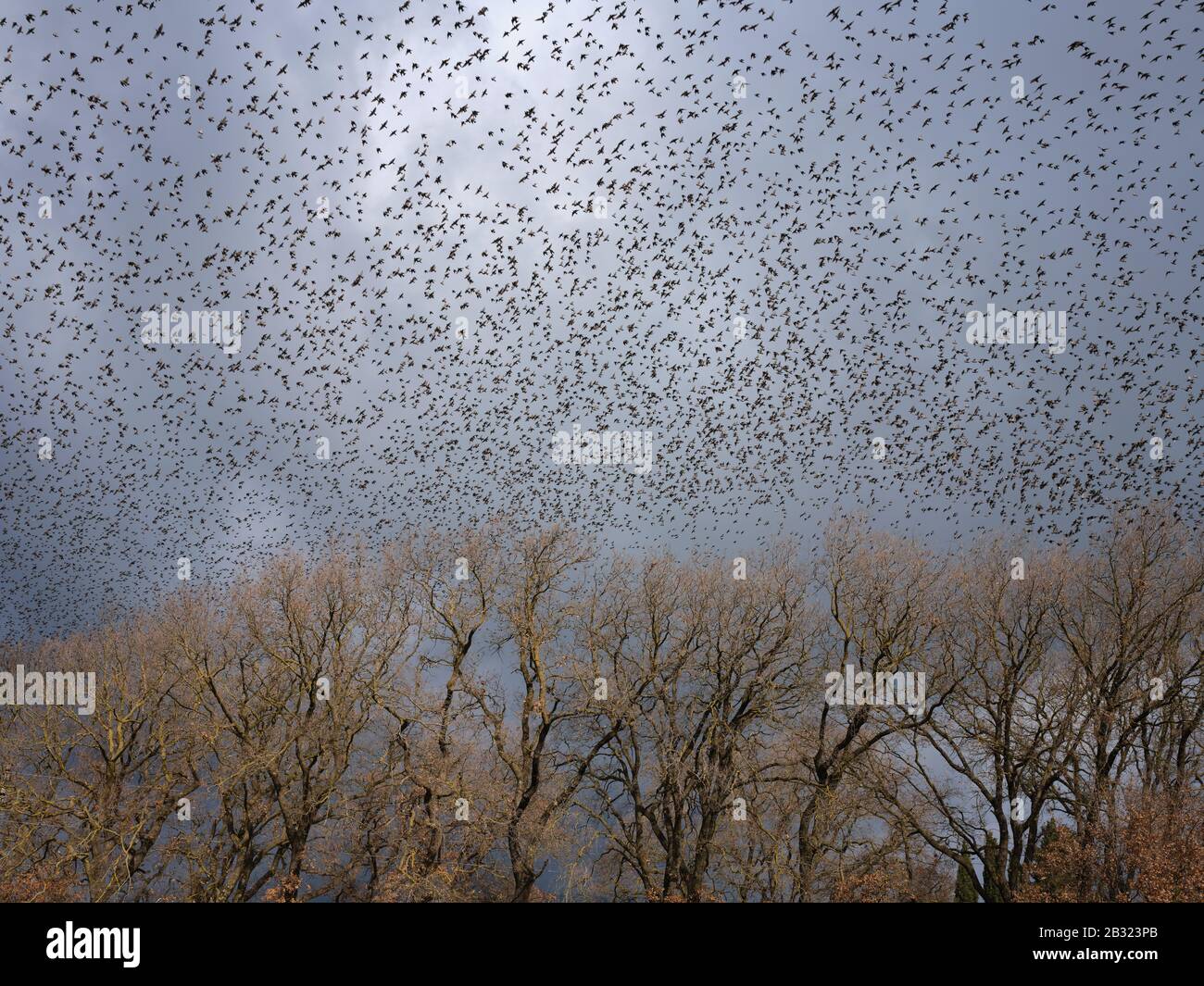 Starlings in flight hi-res stock photography and images - Alamy