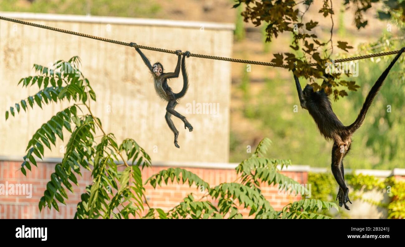 Monkey swinging isolated High Resolution Stock Photography and Images ...