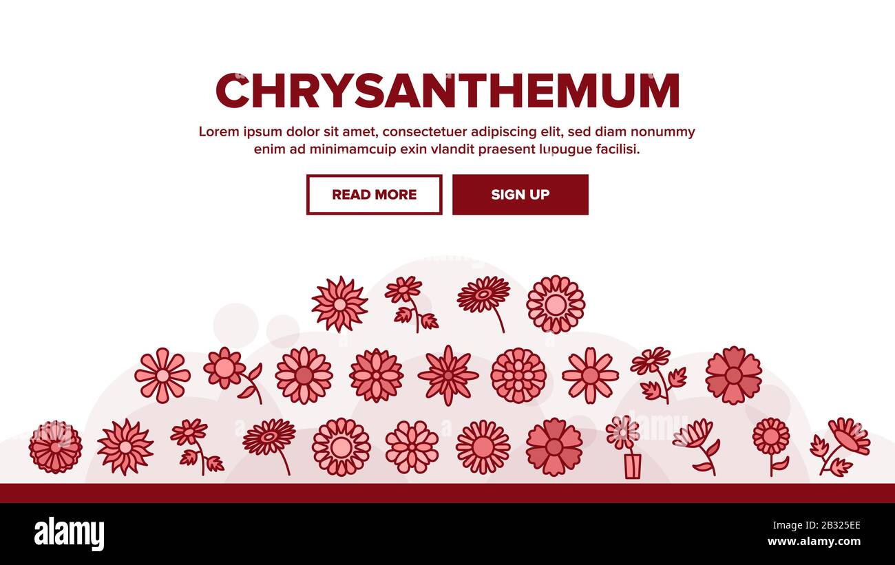 Chrysanthemum Flower Landing Header Vector Stock Vector Image & Art - Alamy