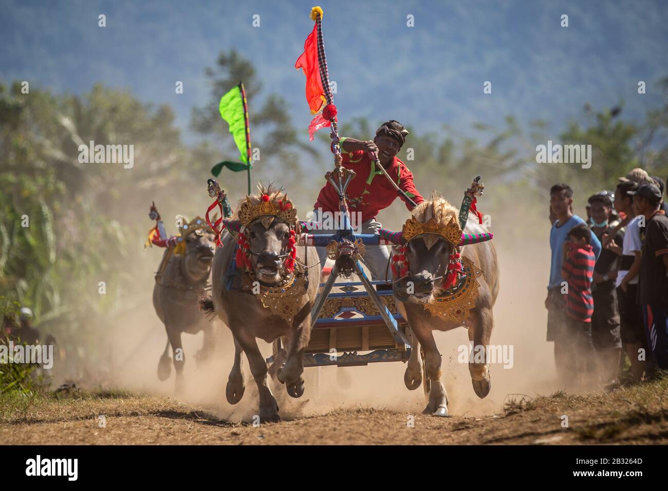 BALI, INDONESIA - SEPTEMBER 11, 2016: Traditional buffalo race known as ...