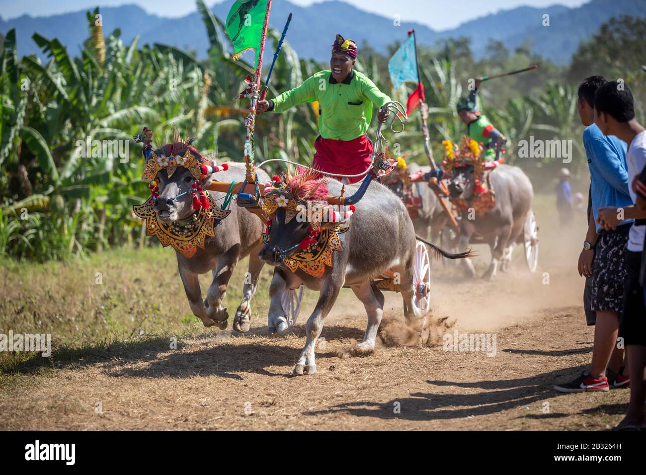 BALI, INDONESIA - SEPTEMBER 11, 2016: Traditional buffalo race known as ...
