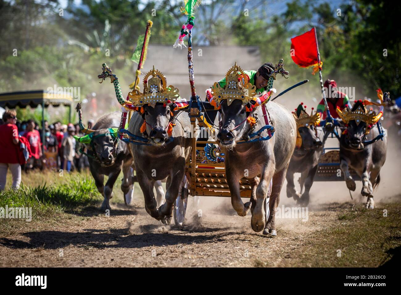 BALI, INDONESIA - SEPTEMBER 11, 2016: Traditional buffalo race known as ...