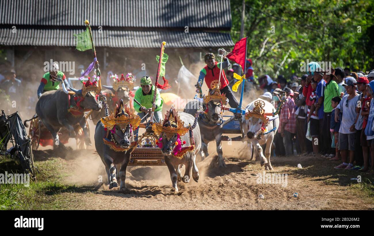 BALI, INDONESIA - SEPTEMBER 11, 2016: Traditional buffalo race known as ...