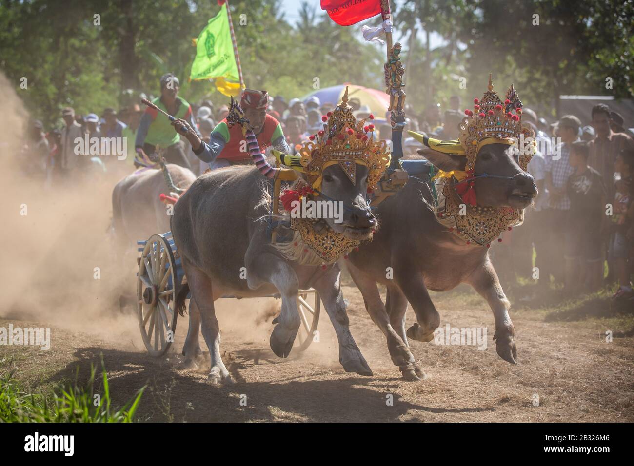 BALI, INDONESIA - SEPTEMBER 11, 2016: Traditional buffalo race known as ...