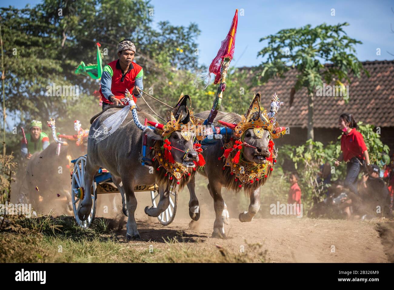 BALI, INDONESIA - SEPTEMBER 11, 2016: Traditional buffalo race known as ...