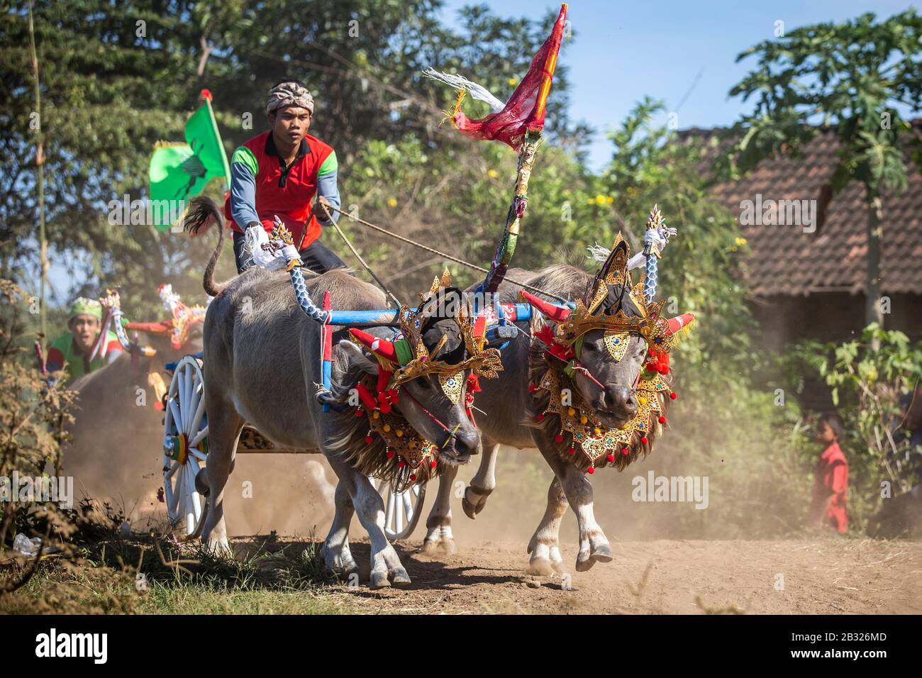 BALI, INDONESIA - SEPTEMBER 11, 2016: Traditional buffalo race known as ...