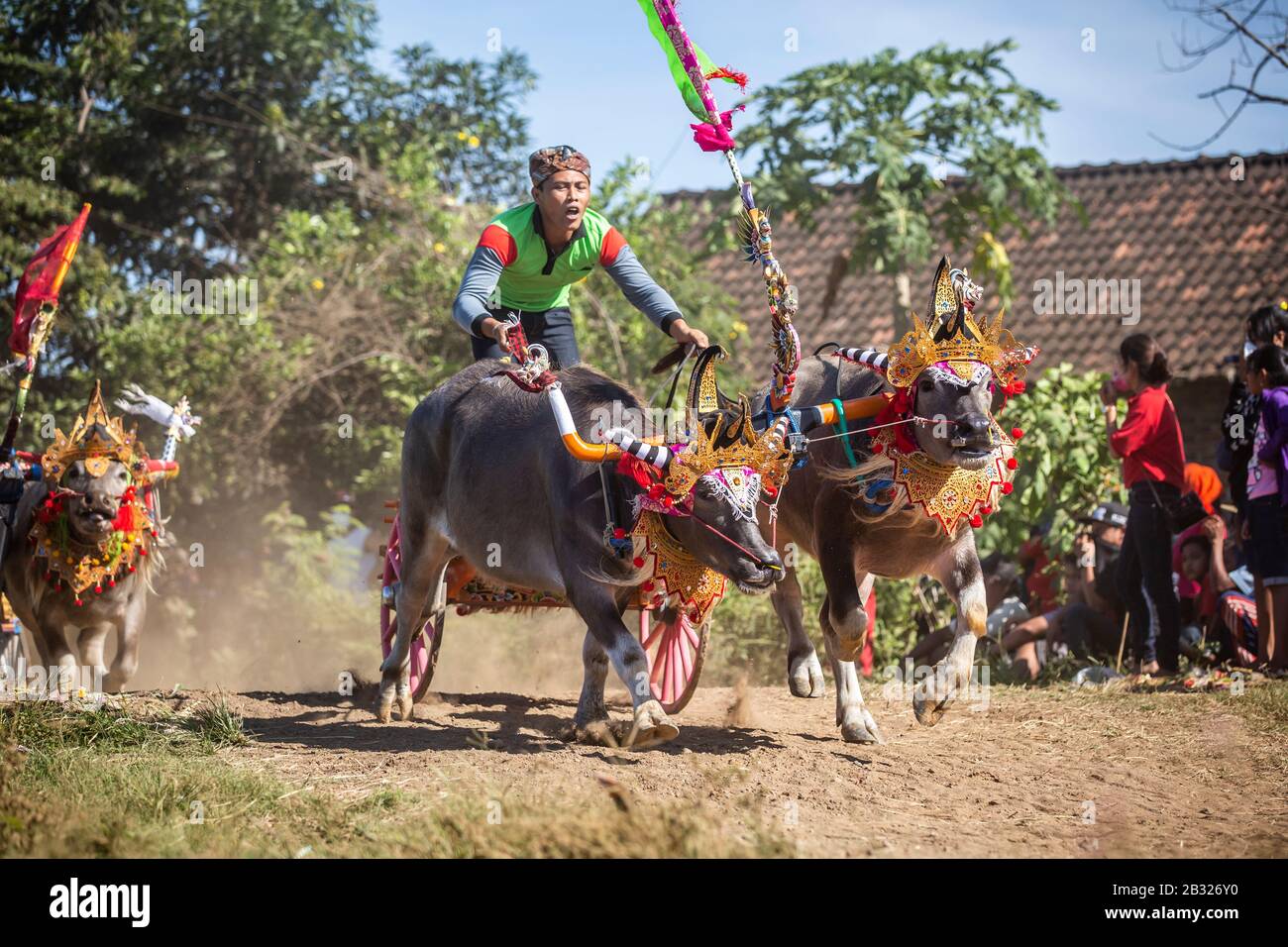 BALI, INDONESIA - SEPTEMBER 11, 2016: Traditional buffalo race known as ...