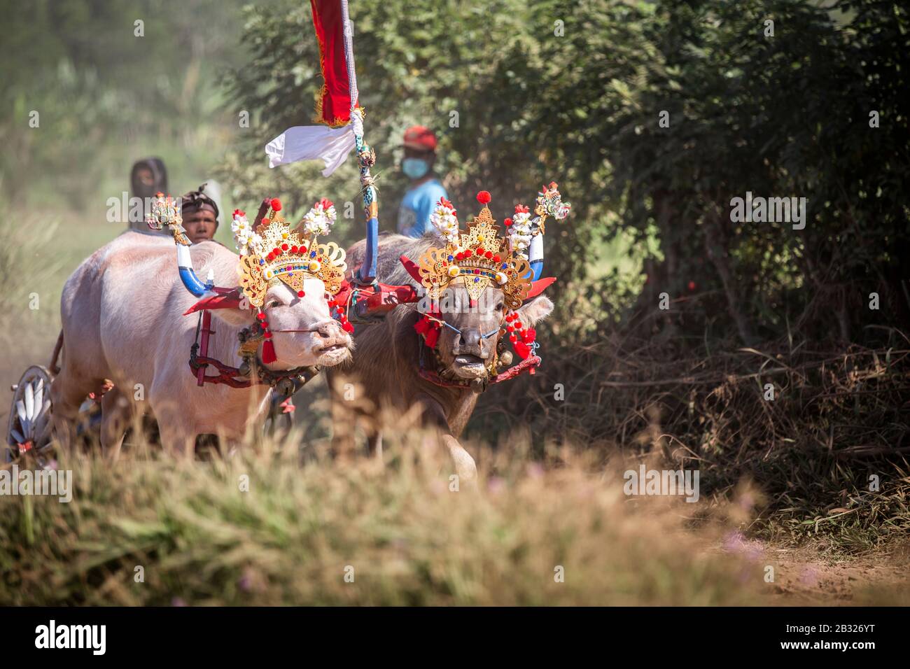 BALI, INDONESIA - SEPTEMBER 11, 2016: Traditional buffalo race known as ...