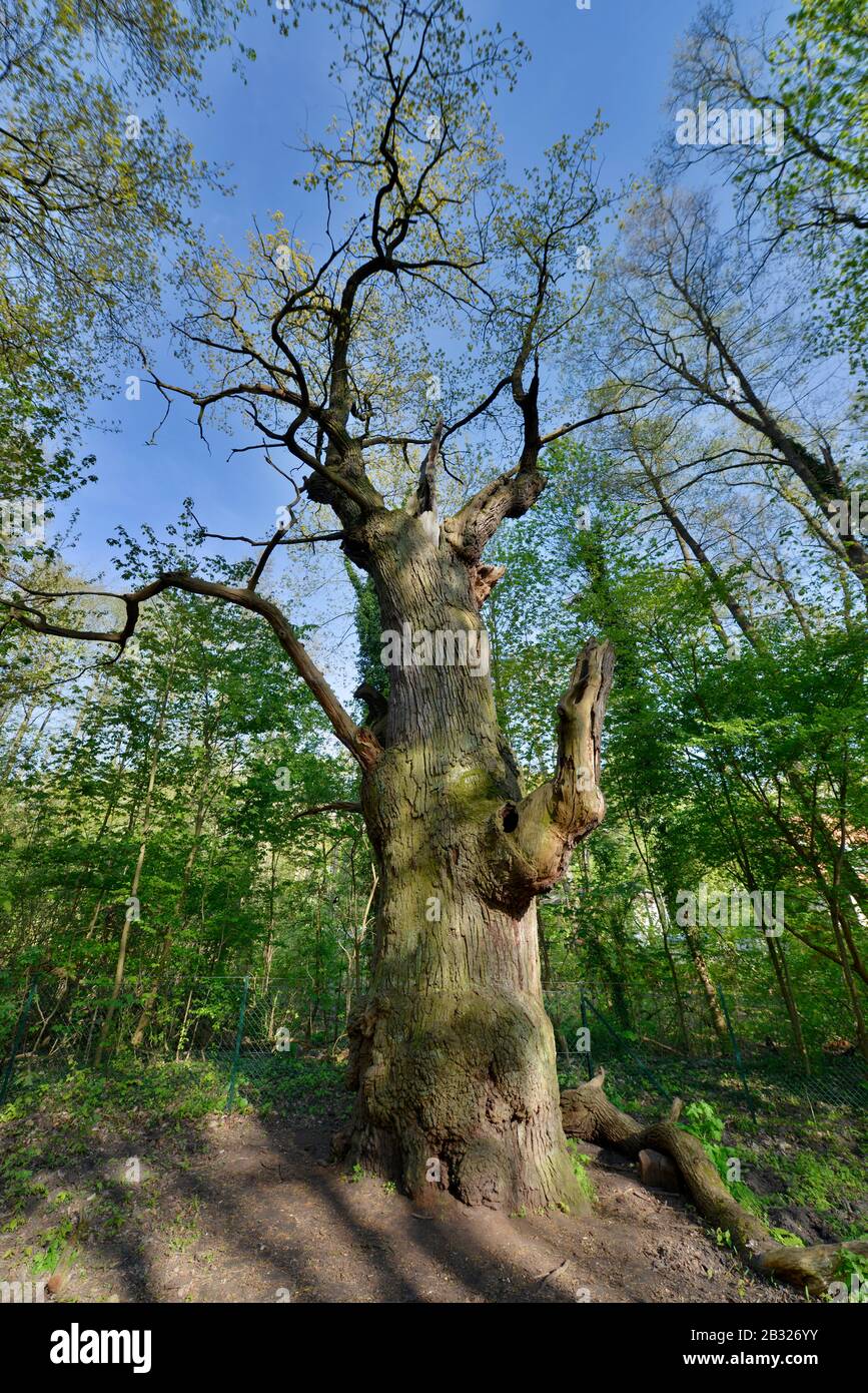 Dicke marie berlin hi-res stock photography and images - Alamy