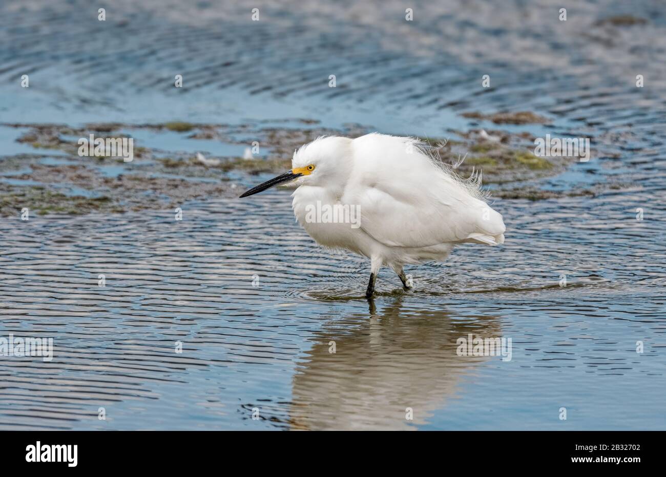 Balboa Landing High Resolution Stock Photography and Images - Alamy