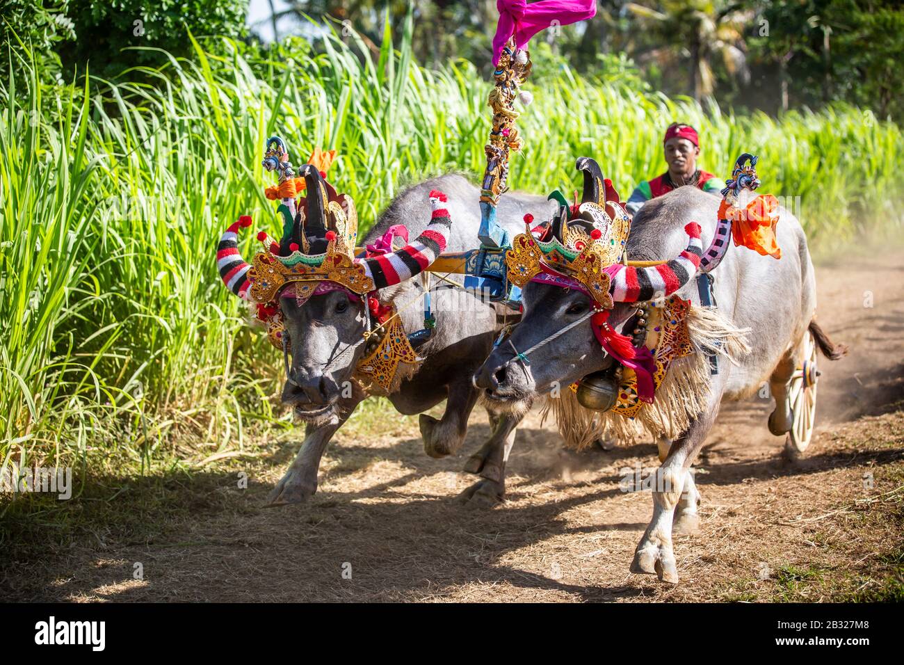 BALI, INDONESIA - SEPTEMBER 11, 2016: Traditional buffalo race known as ...
