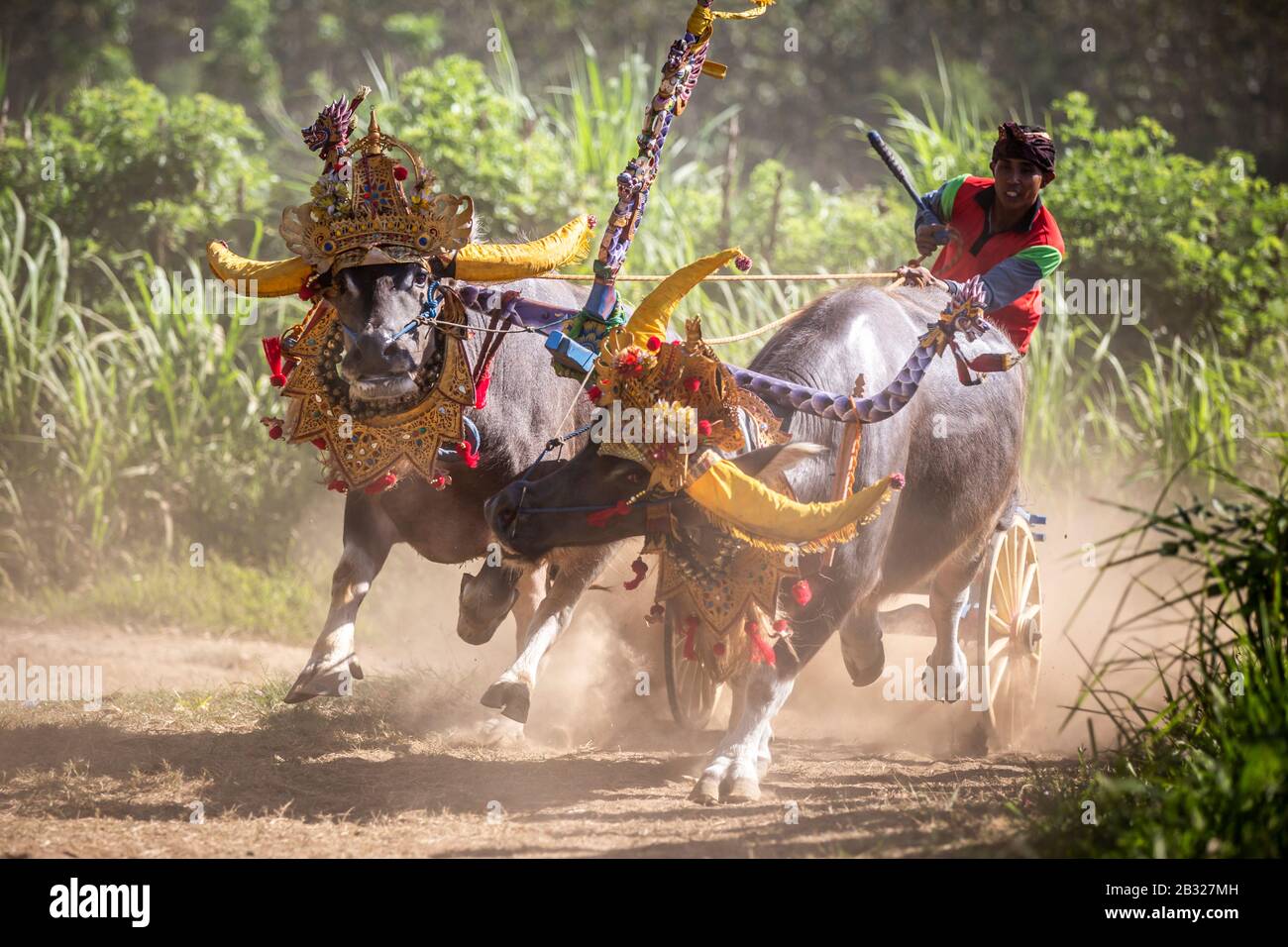 BALI, INDONESIA - SEPTEMBER 11, 2016: Traditional buffalo race known as ...
