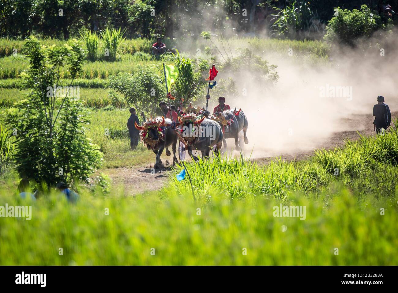 BALI, INDONESIA - SEPTEMBER 11, 2016: Traditional buffalo race known as ...