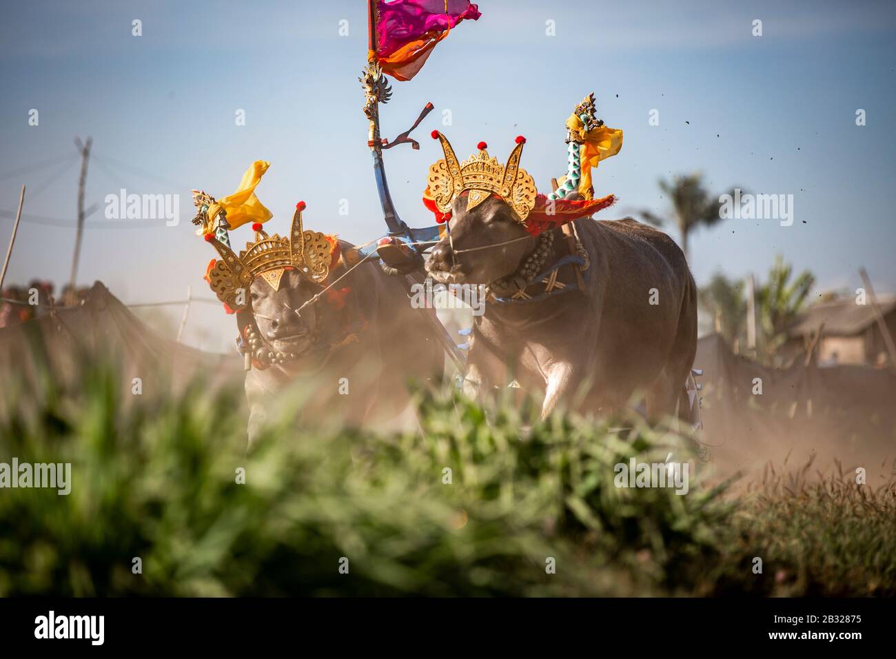 Mekepung hi-res stock photography and images - Alamy