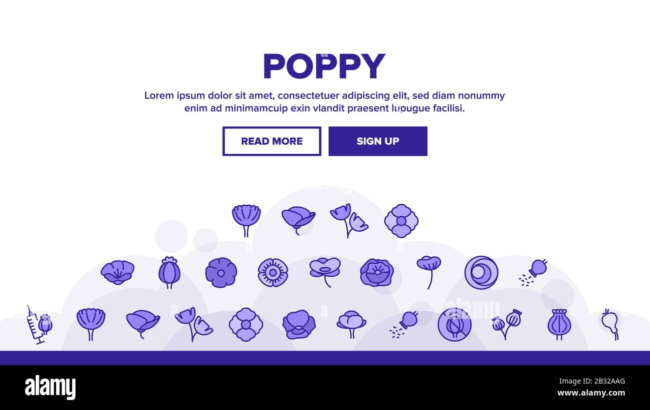 Corn poppy flower Stock Vector Images - Alamy