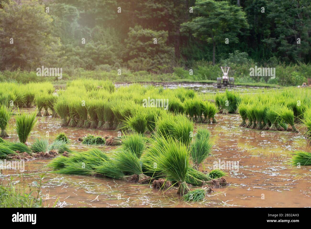 Green rural terraced rice field with water background Stock Photo - Alamy