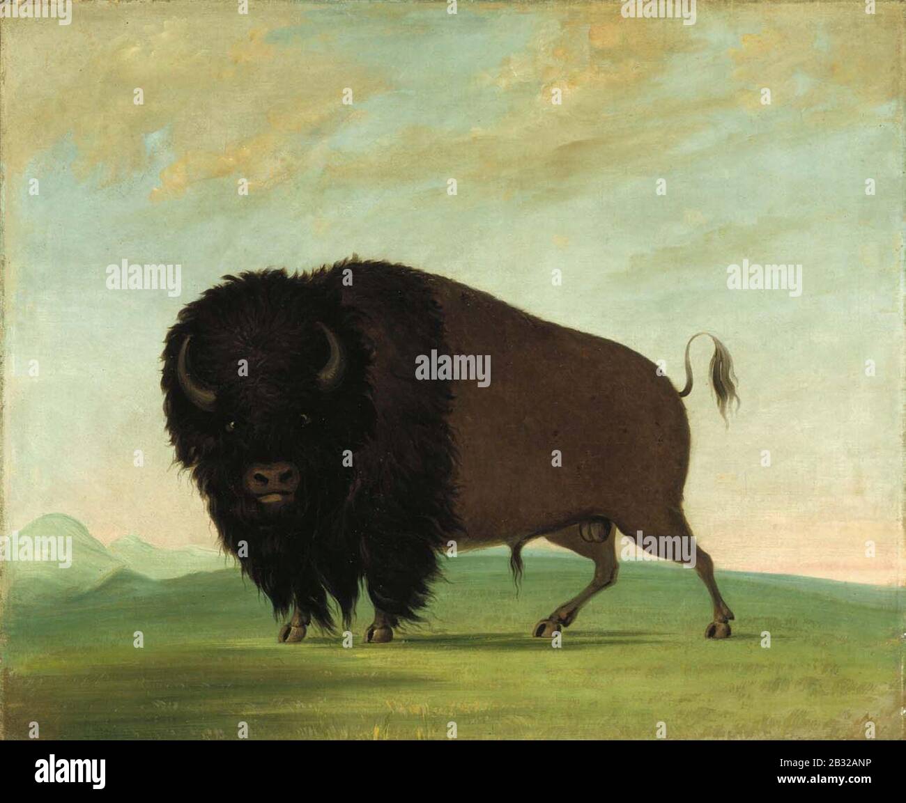 George catlin buffalo hi-res stock photography and images - Alamy