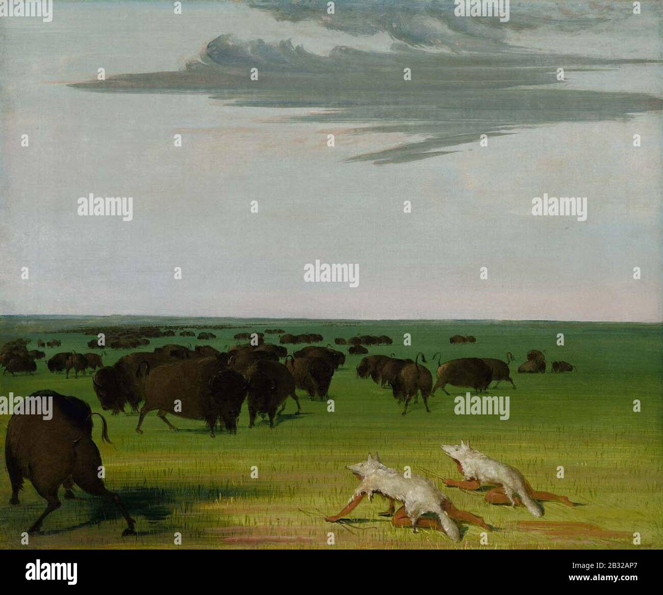 George Catlin - Buffalo Hunt under the Wolf-skin Mask Stock Photo - Alamy