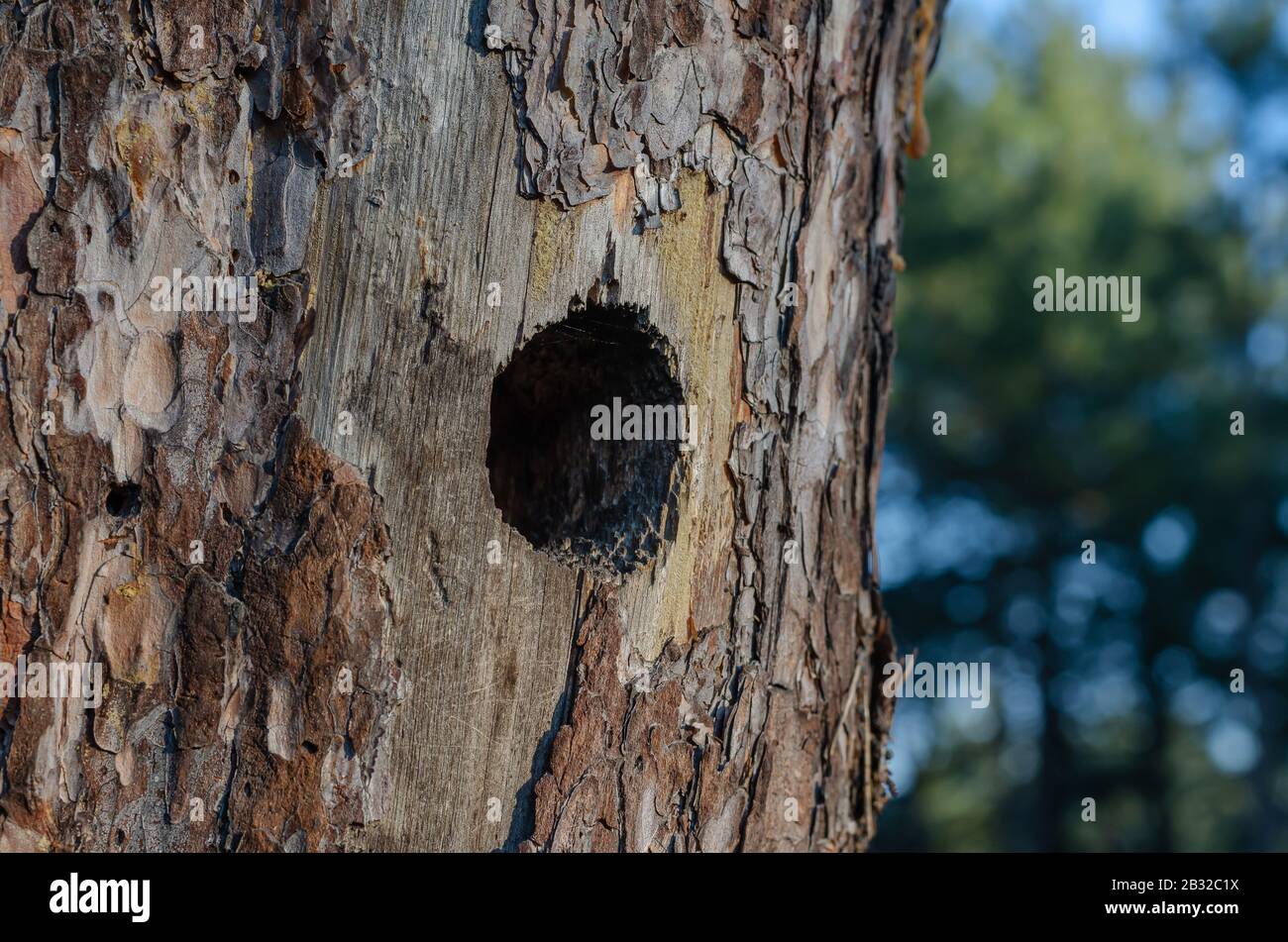 Round hollow in the trunk of a pine tree. Detailed view of the dwelling ...