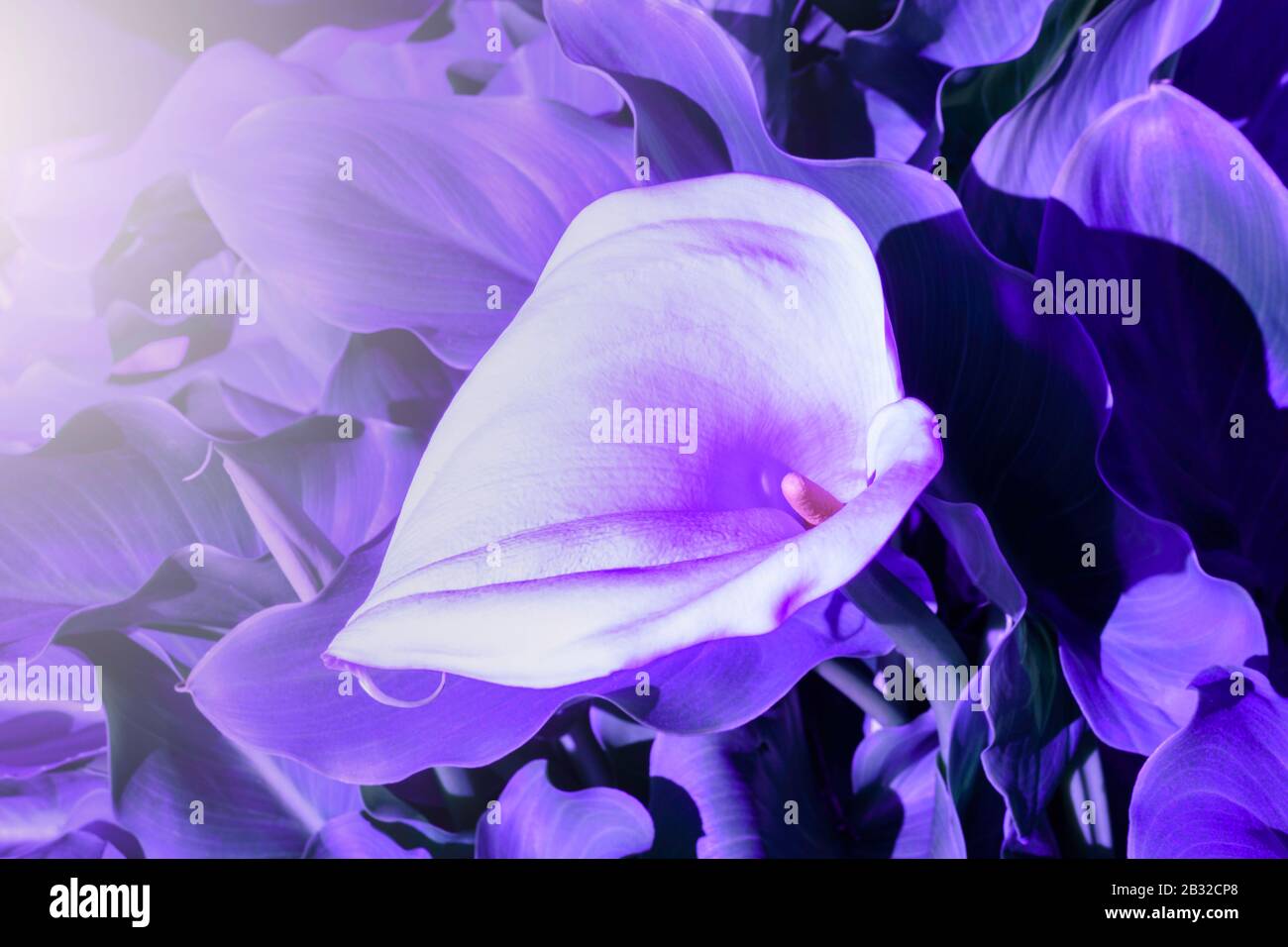 White arum lily leaves hi-res stock photography and images - Alamy