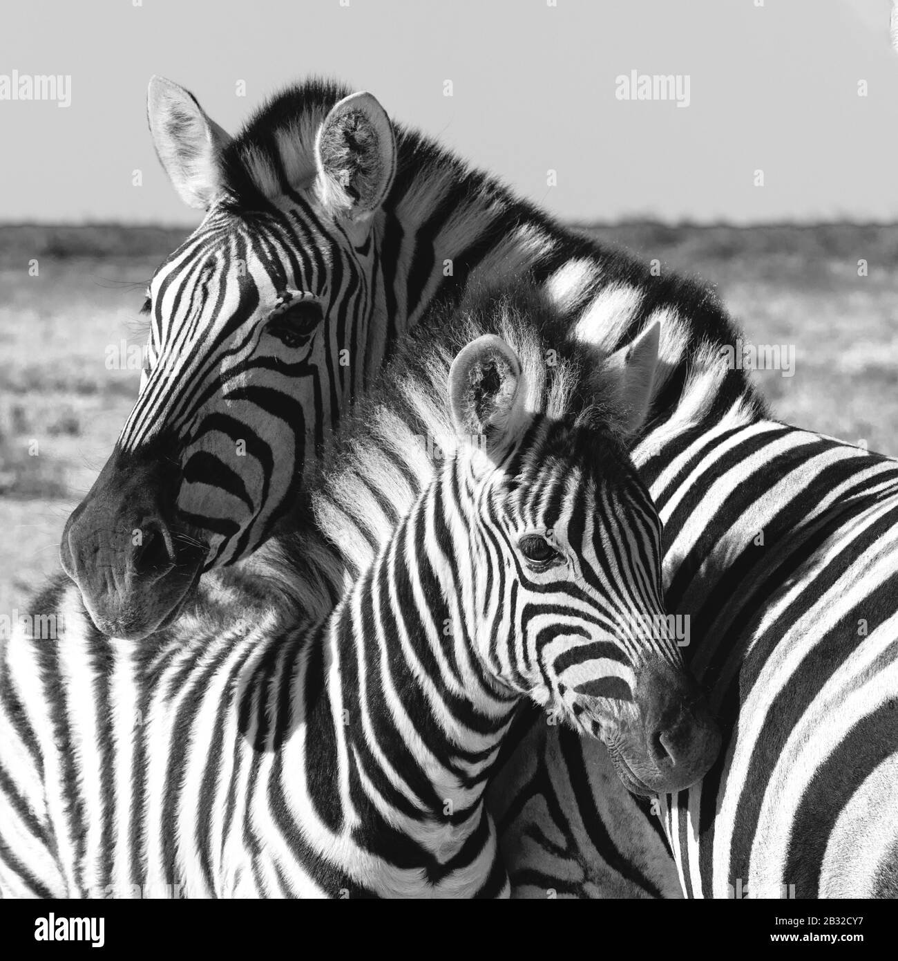 Beautiful stripped zebra calf hi-res stock photography and images - Alamy