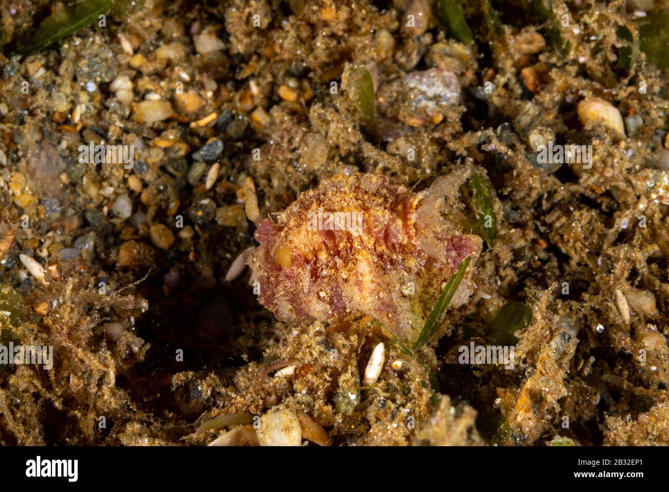 The most beautiful underwater snails of the Indian and Pacific Ocean ...