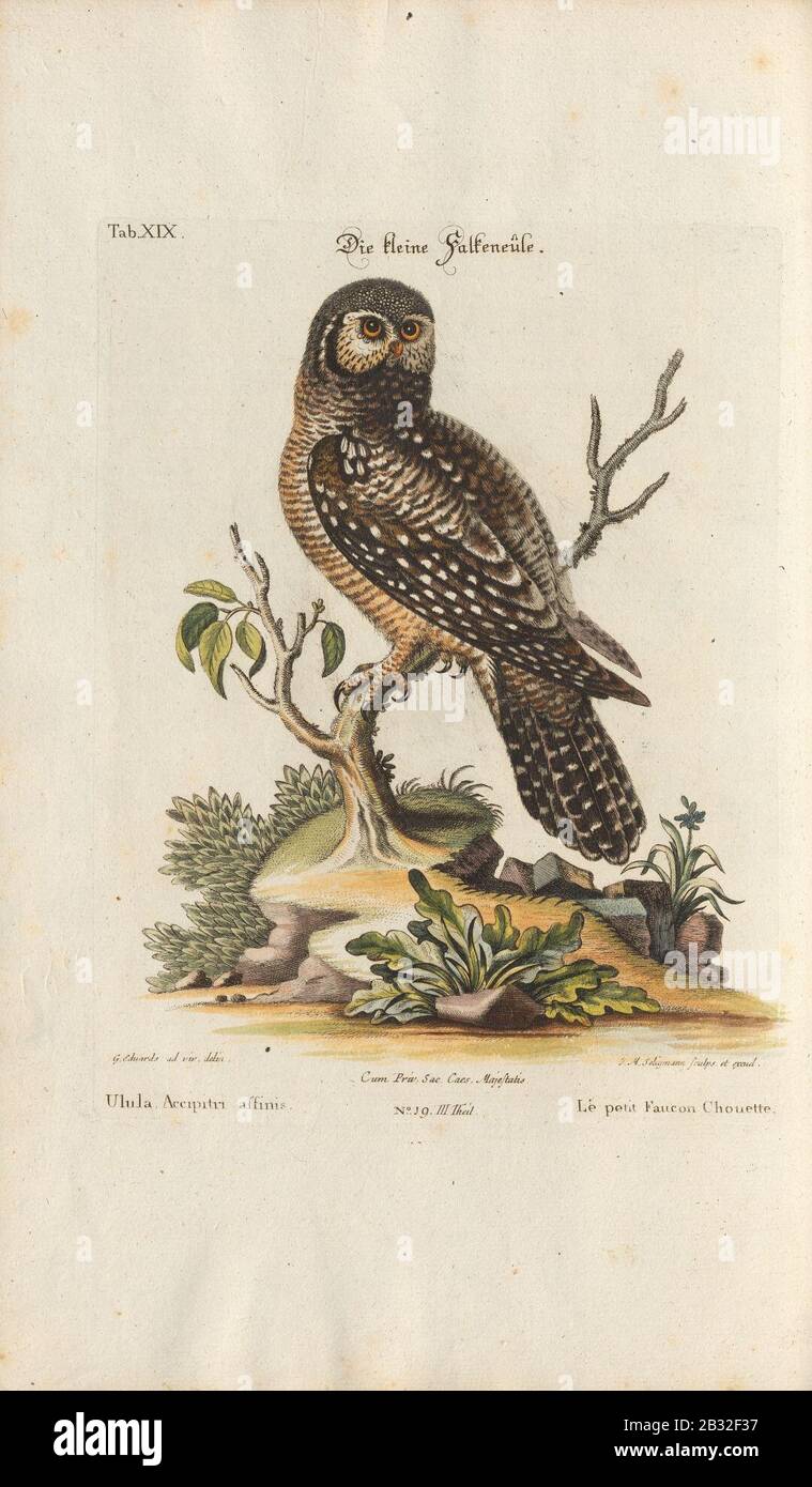 George Edwards hawk-owl Stock Photo - Alamy