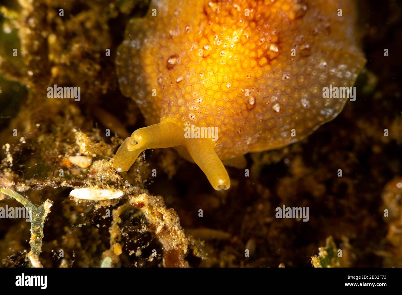 The most beautiful underwater snails of the Indian and Pacific Ocean ...