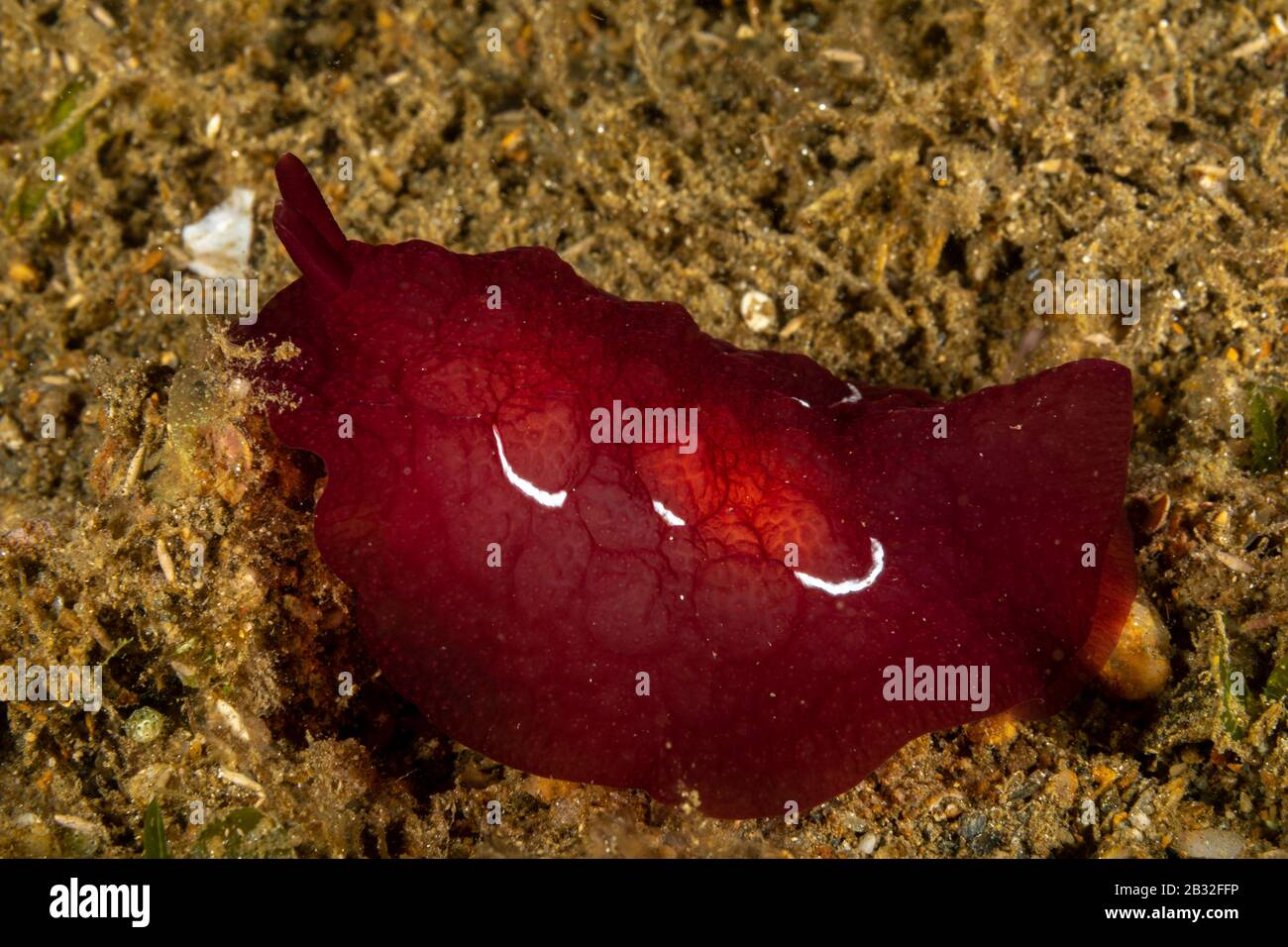The most beautiful underwater snails of the Indian and Pacific Ocean ...