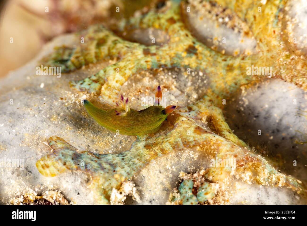 The most beautiful underwater snails of the Indian and Pacific Ocean ...