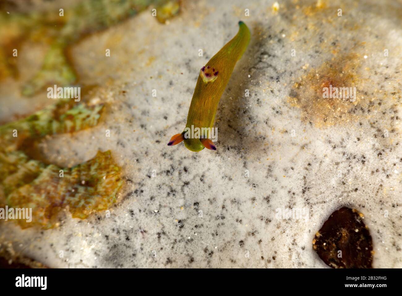 The most beautiful underwater snails of the Indian and Pacific Ocean ...