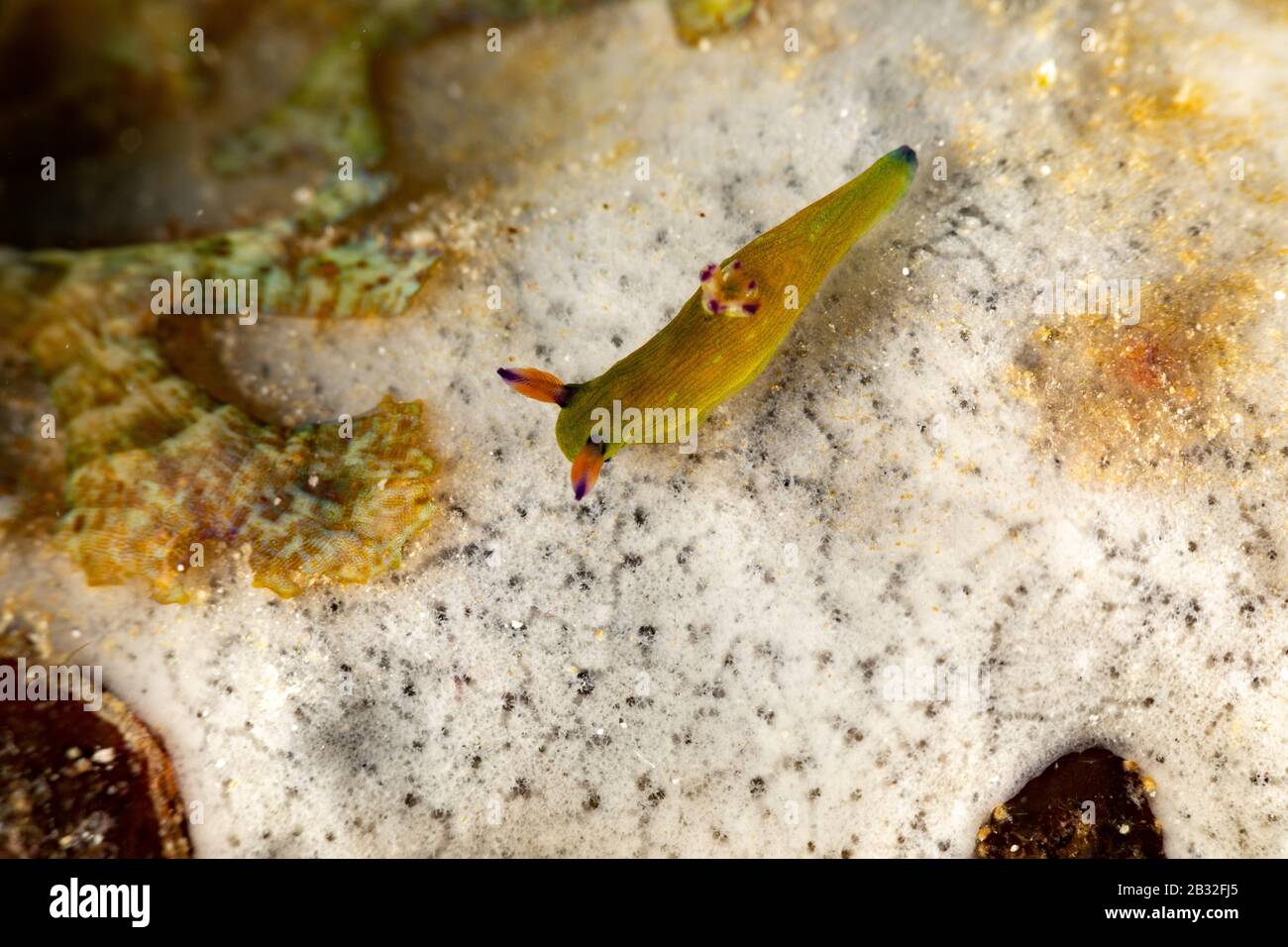 The most beautiful underwater snails of the Indian and Pacific Ocean ...