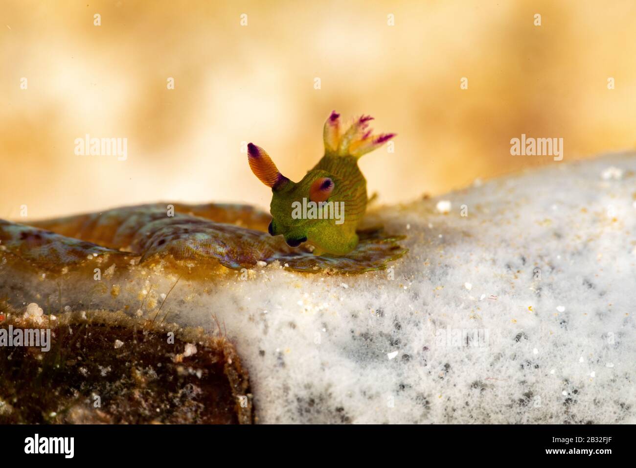 The most beautiful underwater snails of the Indian and Pacific Ocean ...