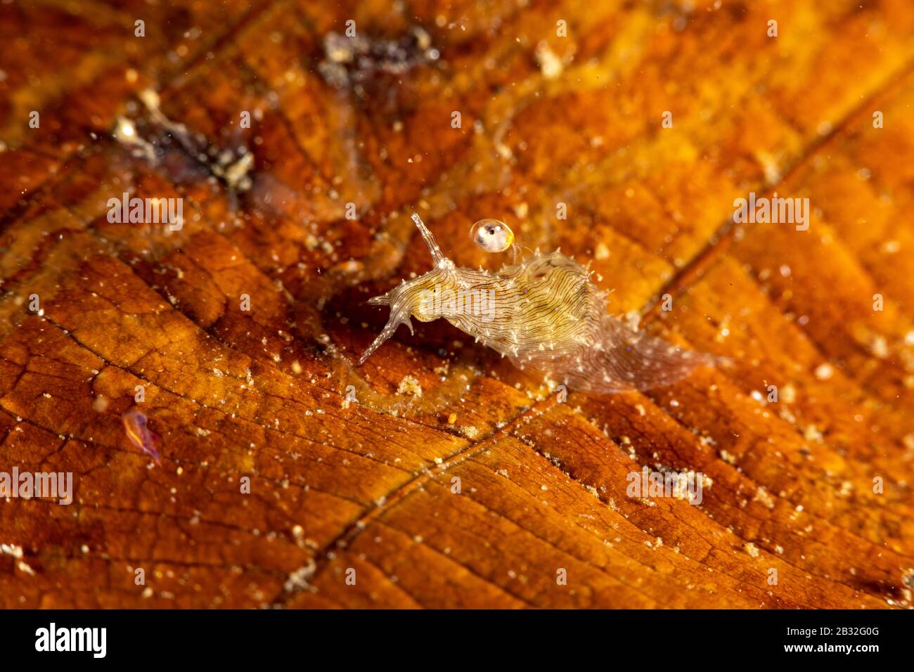 The most beautiful underwater snails of the Indian and Pacific Ocean ...