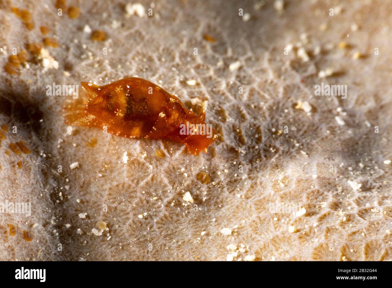 The most beautiful underwater snails of the Indian and Pacific Ocean ...