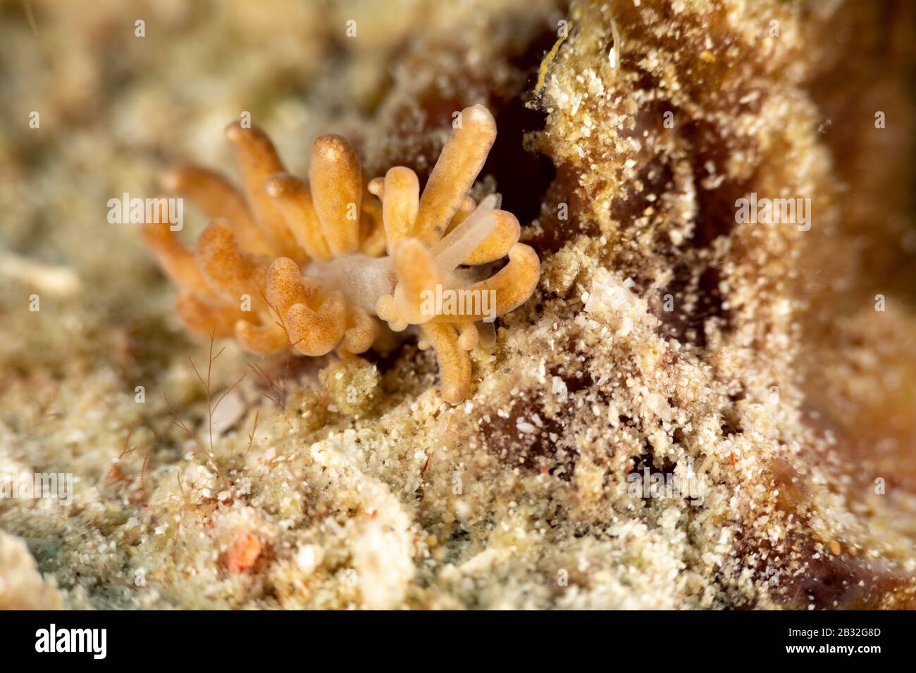 The most beautiful underwater snails of the Indian and Pacific Ocean ...