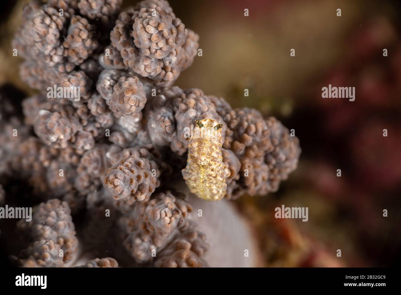 The most beautiful underwater snails of the Indian and Pacific Ocean ...