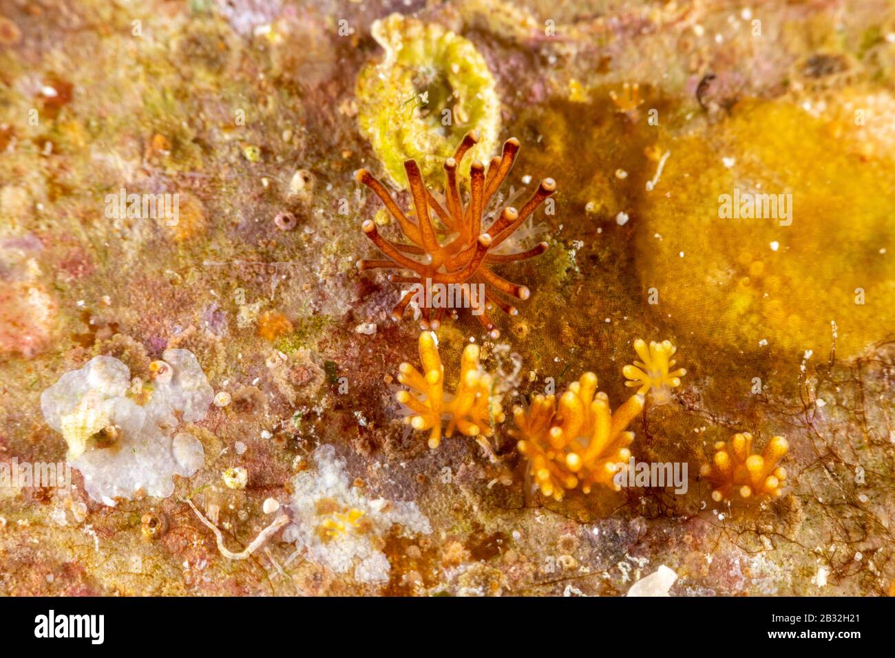 The most beautiful underwater snails of the Indian and Pacific Ocean ...