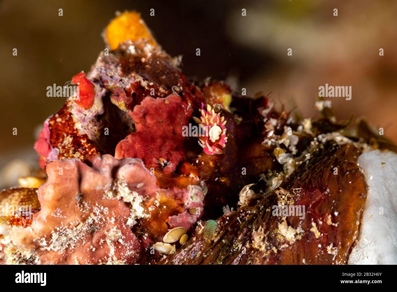 The most beautiful underwater snails of the Indian and Pacific Ocean ...