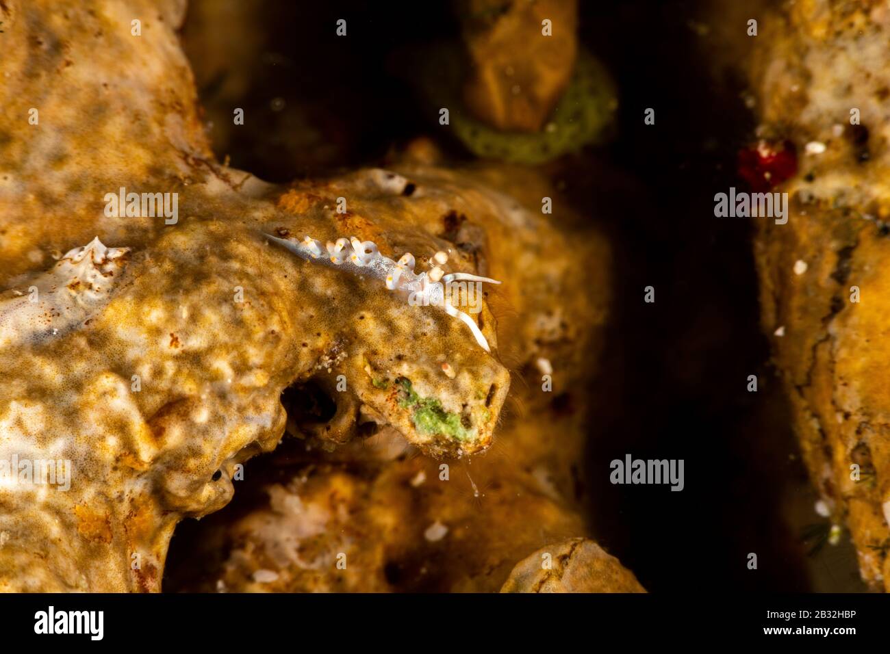 The most beautiful underwater snails of the Indian and Pacific Ocean ...