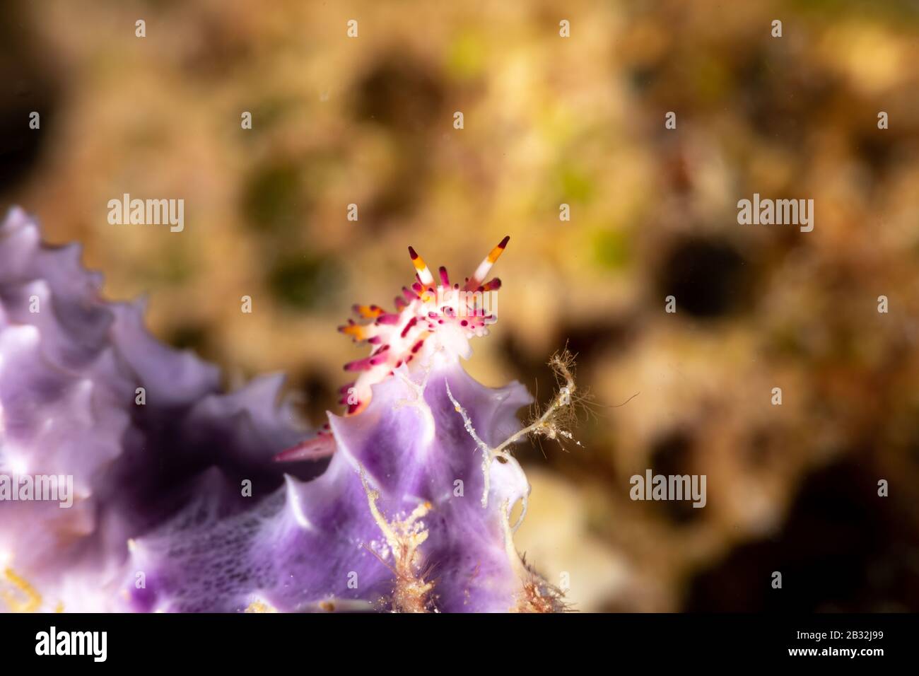 The most beautiful underwater snails of the Indian and Pacific Ocean ...